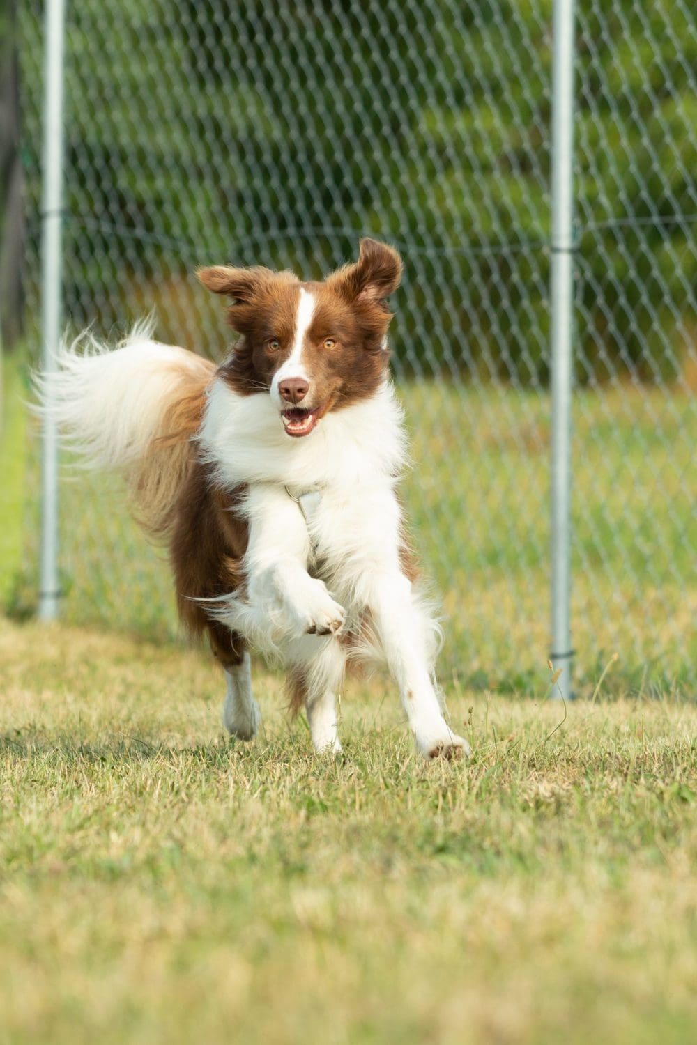 Dog Run Fence » Collinsville Fence Company